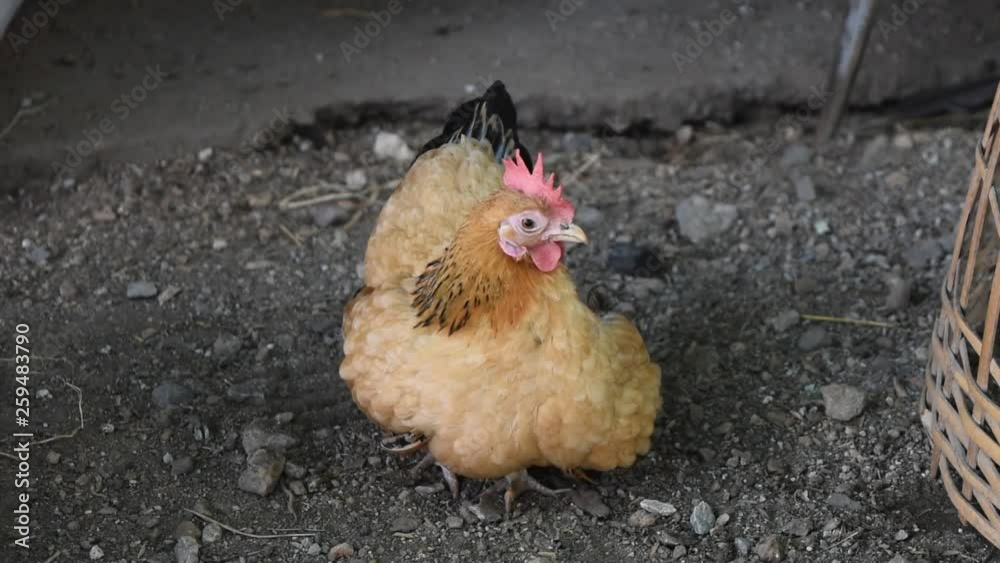 Bantam chicken at farm, Black with brown and orange color stripes of of ...