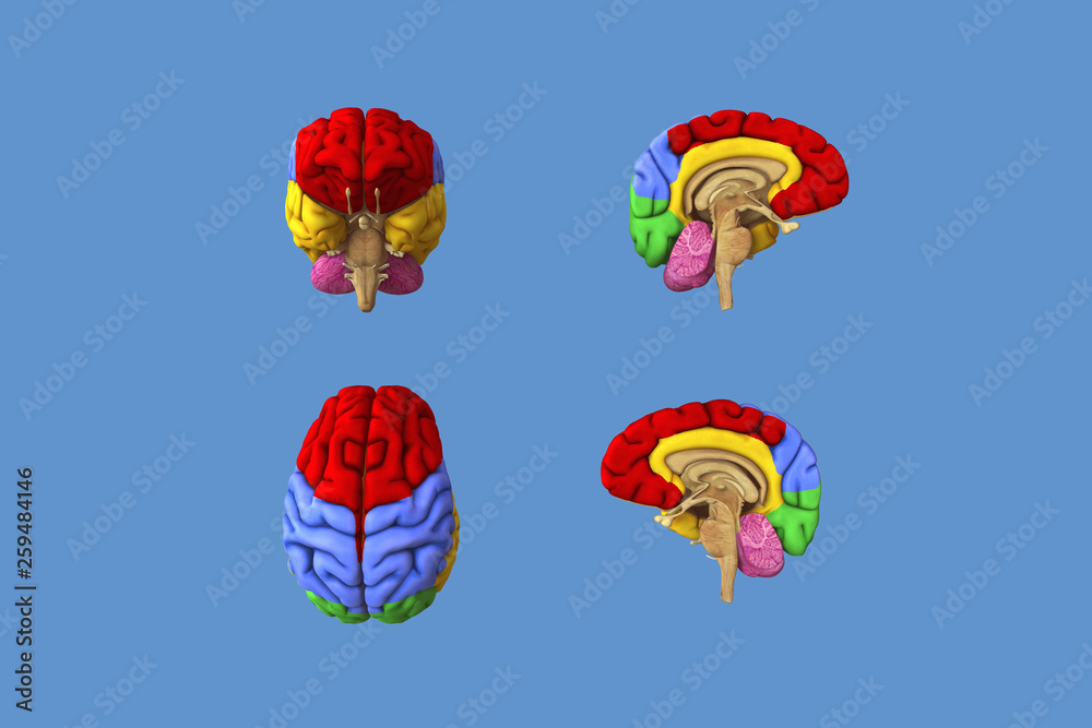 The human brain. Diagram. Hemi. Picton Blue background Stock ...