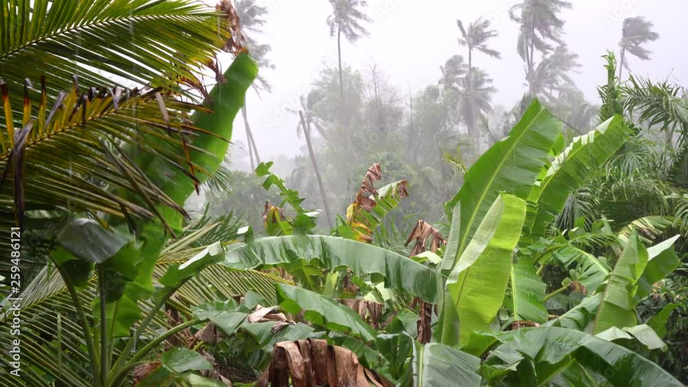 Tropical rain drops falling on green leaves, Thailand. Strong extreme ...