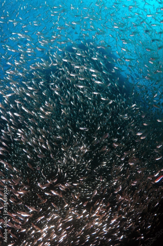 School of Silver Sweeper, Silver Glassy Sweepe, Glassfish, Pigmy ...