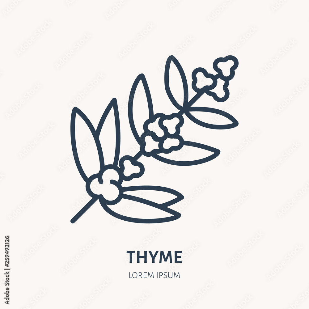 Thyme flower flat line icon. Medicinal plant vector illustration. Thin ...