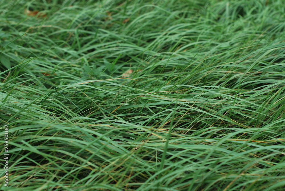 Full view green grass closeup background with natural texture from a ...