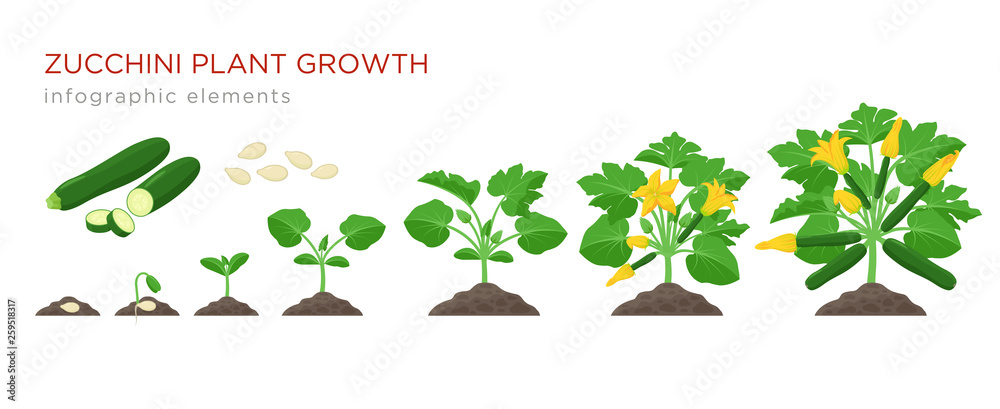 Squash Growing Stages