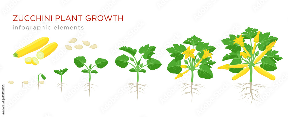 Zucchini plant growth from seed, sprout, flowering and mature plant ...