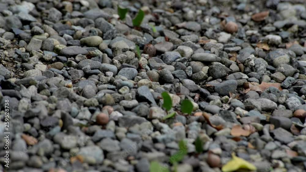 Ants are related wasps and bees, evolving from wasp-like ancestors in ...