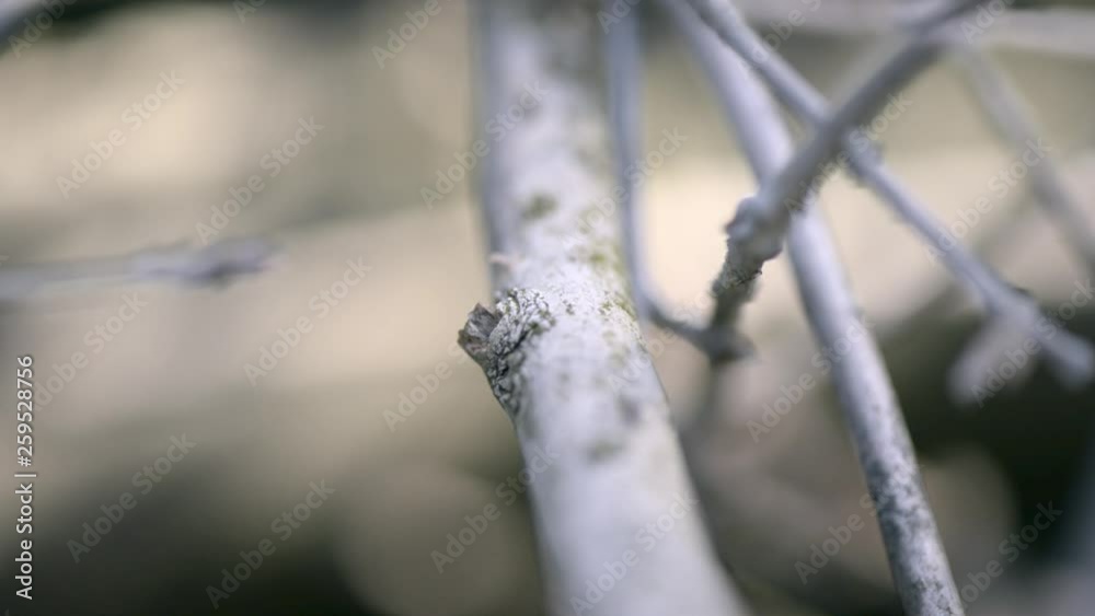 Ants are related wasps and bees, evolving from wasp-like ancestors in ...