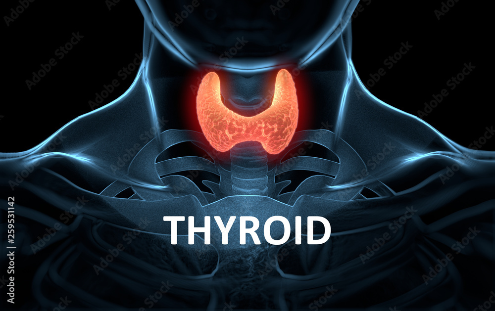 Thyroid gland inside human body. Glowing red. 3D illustration. Stock ...