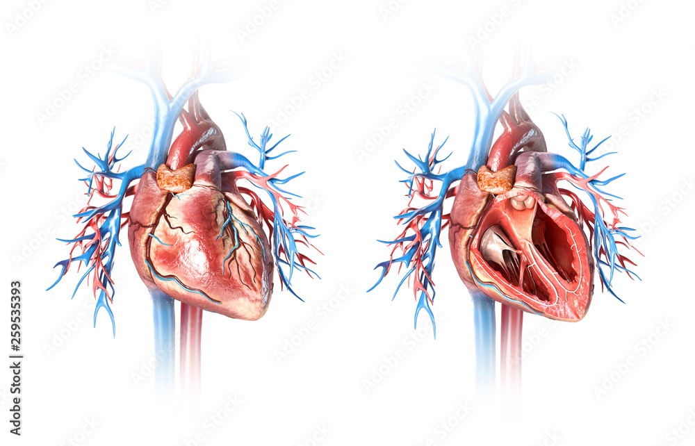 Human heart cross-section with vessels. Stock Illustration | Adobe Stock