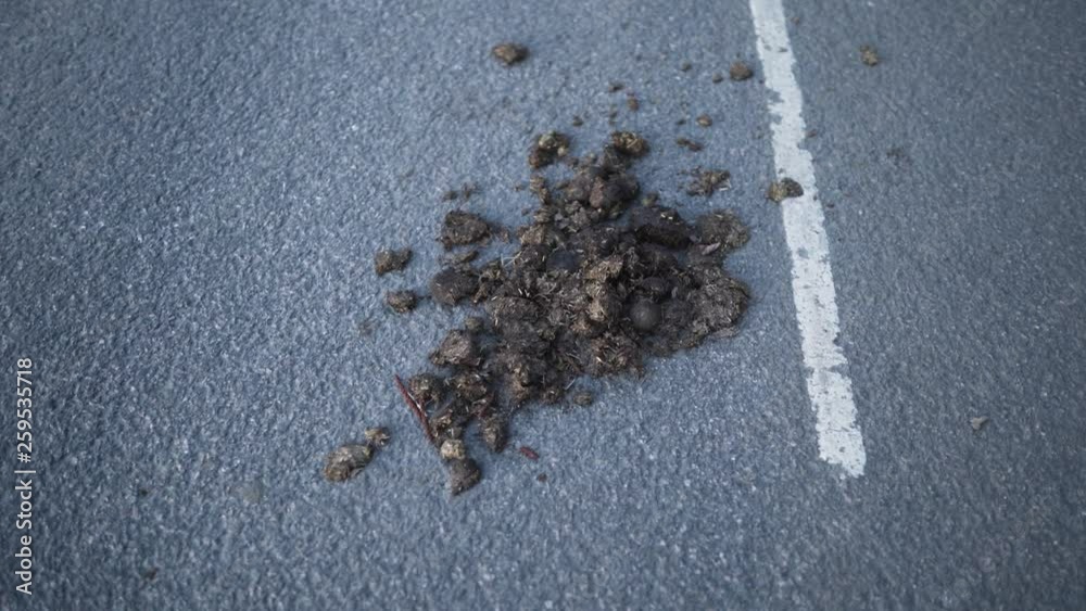 Footage of horse stool from Swedish police horse laying on the asphalt ...