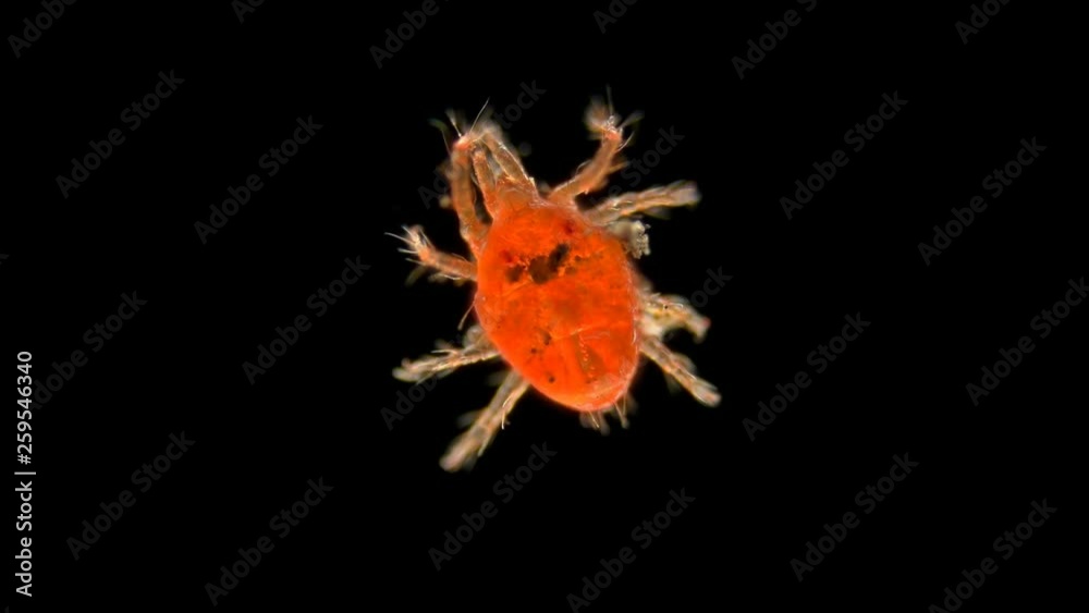 Acari, a saprophage red mite, under a microscope, possibly from the ...