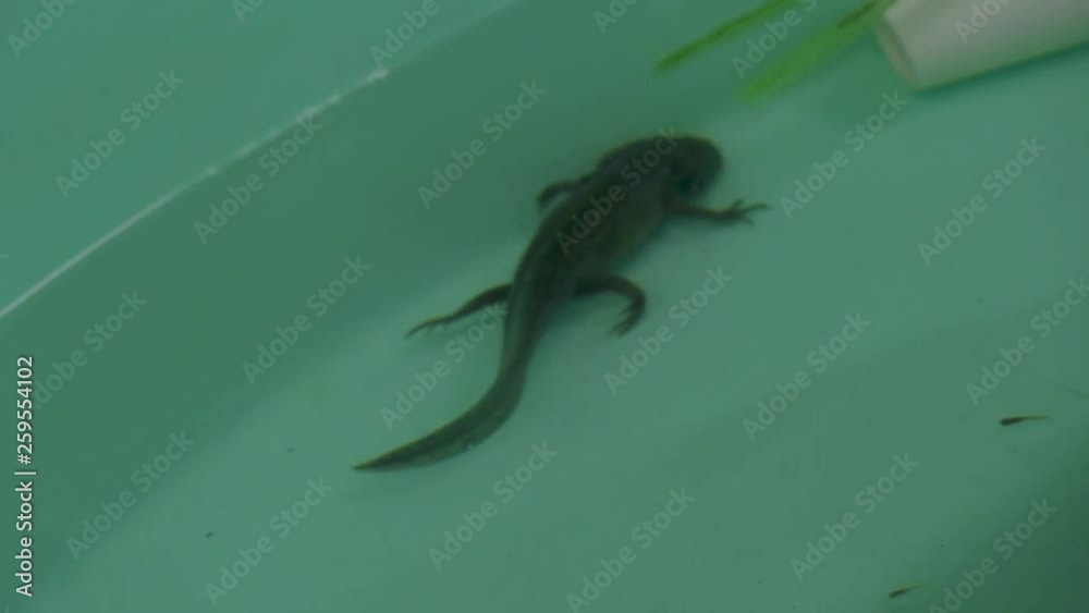 Axolotl swimming in water tank Stock Video | Adobe Stock