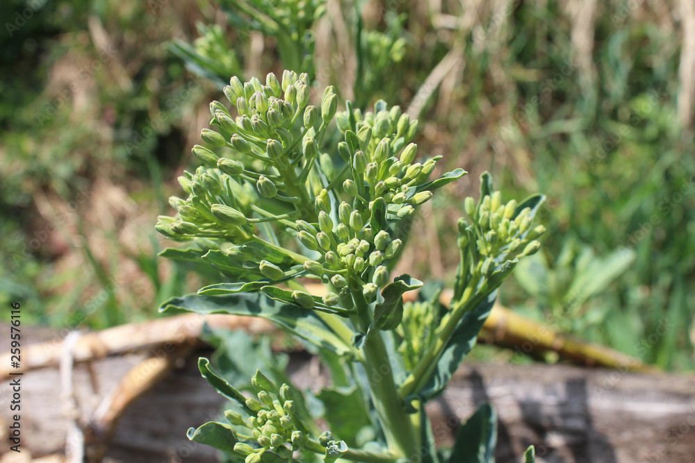 Collard greens, cultivars of Brassica oleracea, also known as ...