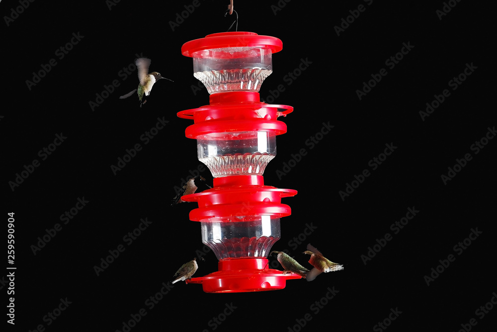 Hummingbirds flock to a three-tier feeder with dark background of early ...