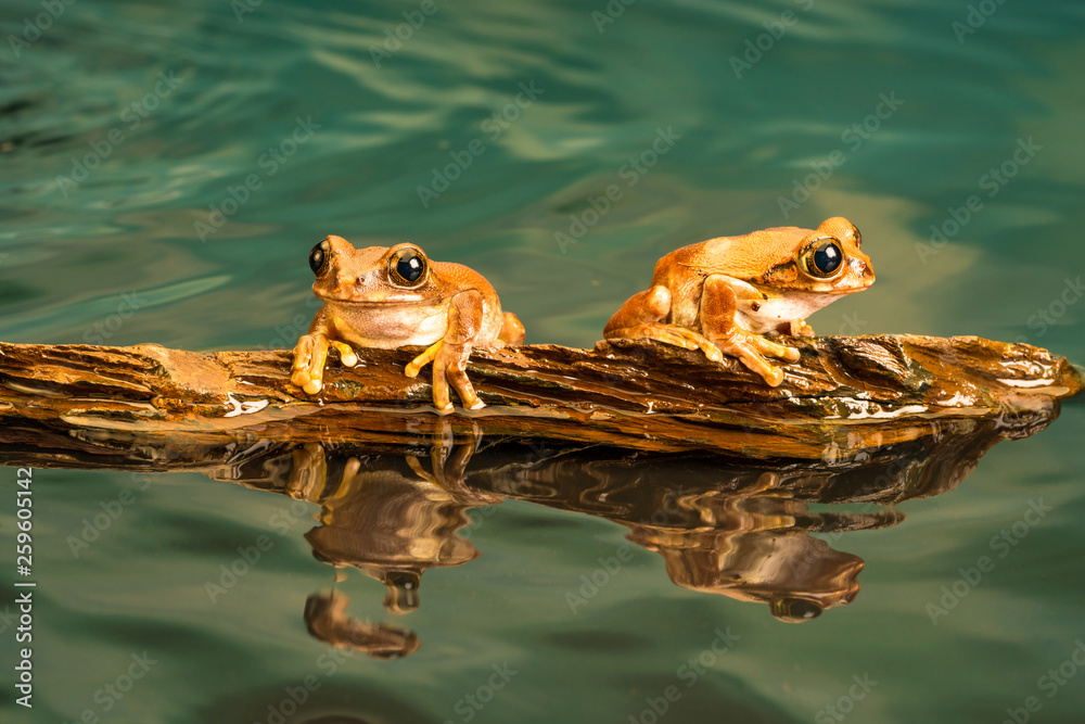 Two Peacock tree frogs (Leptopelis vermiculatus) also known as Amani ...
