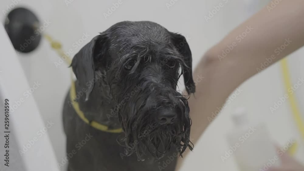 Adorable dog in the bathroom. Washing dog. The girl bathes the cute pet ...