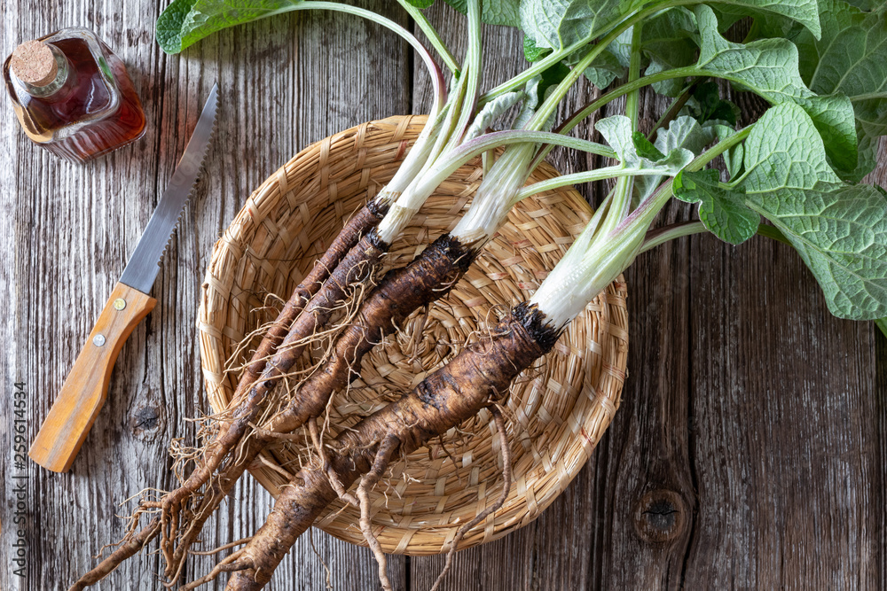 Burdock plants with roots and with burdock tincture Stock Photo | Adobe ...