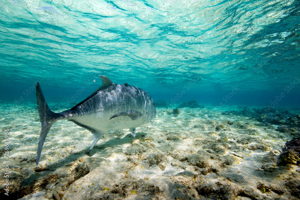 Midway Atoll National Wildlife Refuge and Battle of Midway National ...