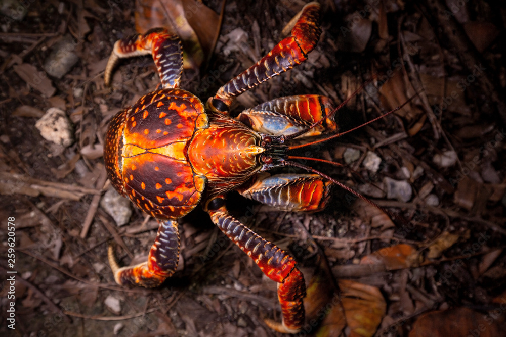 Robber crab, more commonly referred to as coconut crabs. They can get ...