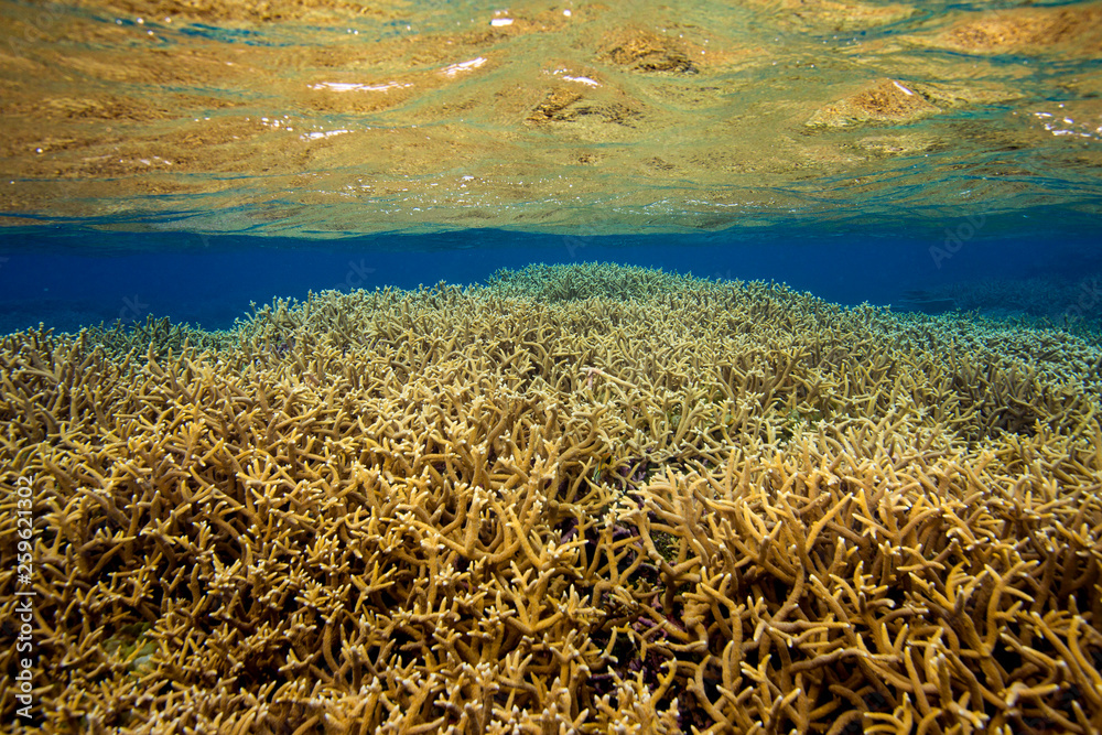 Coral reefs, some of the most pristine in the world. Palmyra Atoll ...