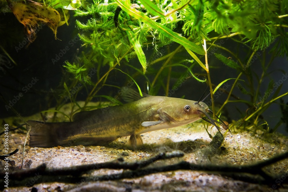 dangerous invasive freshwater predator fish Channel catfish, Ictalurus ...