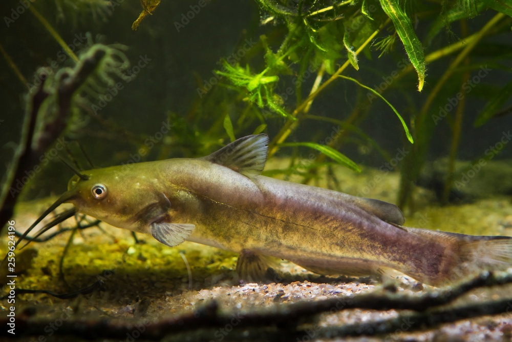 dangerous invasive freshwater predator fish Channel catfish, Ictalurus ...