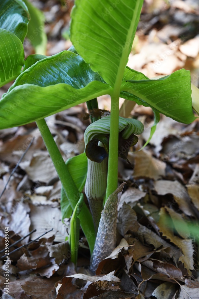 Japanese cobra lily (Arisaema ringens) flower and fruit Stock Photo ...