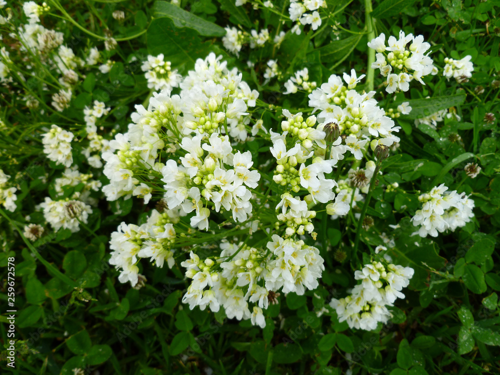 White tender flowers of horseradish (Armoracia rusticana, Cochlearia ...