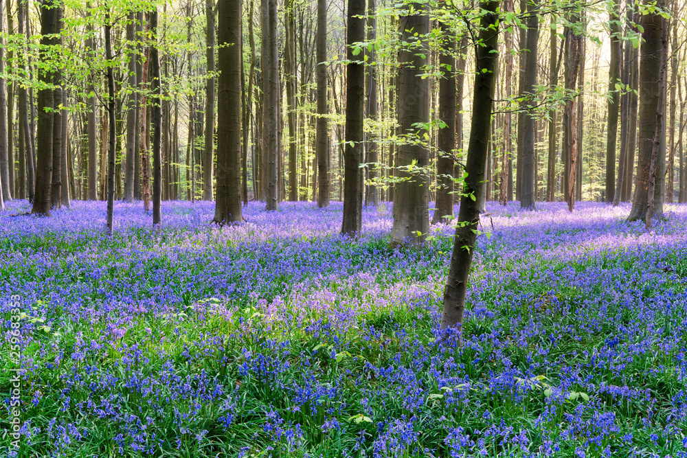 bluebells in the forest Stock Photo | Adobe Stock