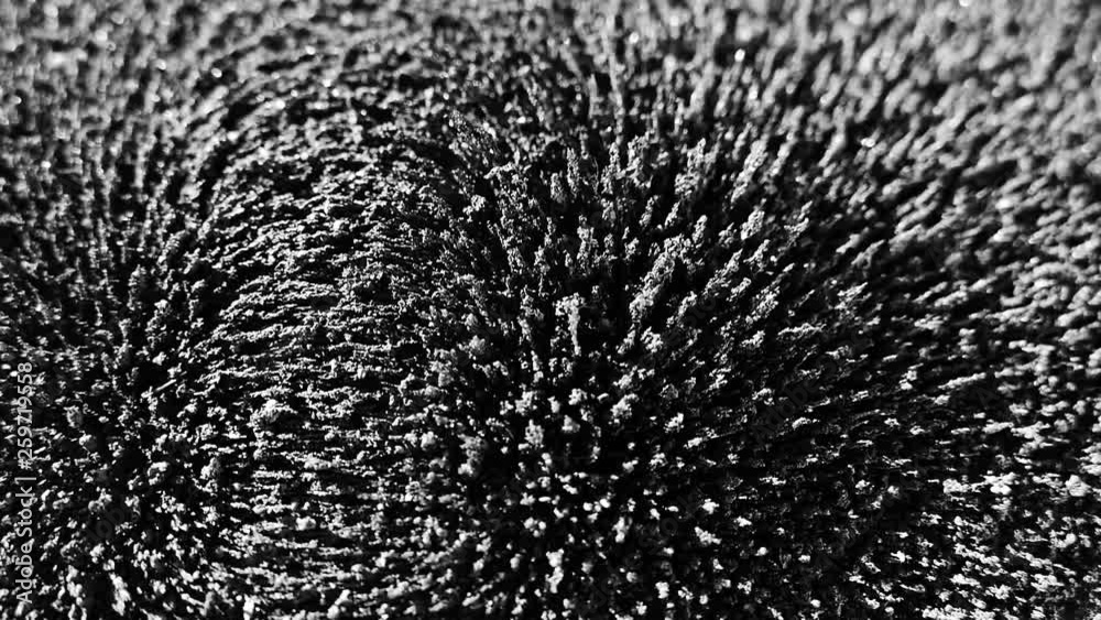 The magnetic field affects iron shavings and powder. Magnet and ...