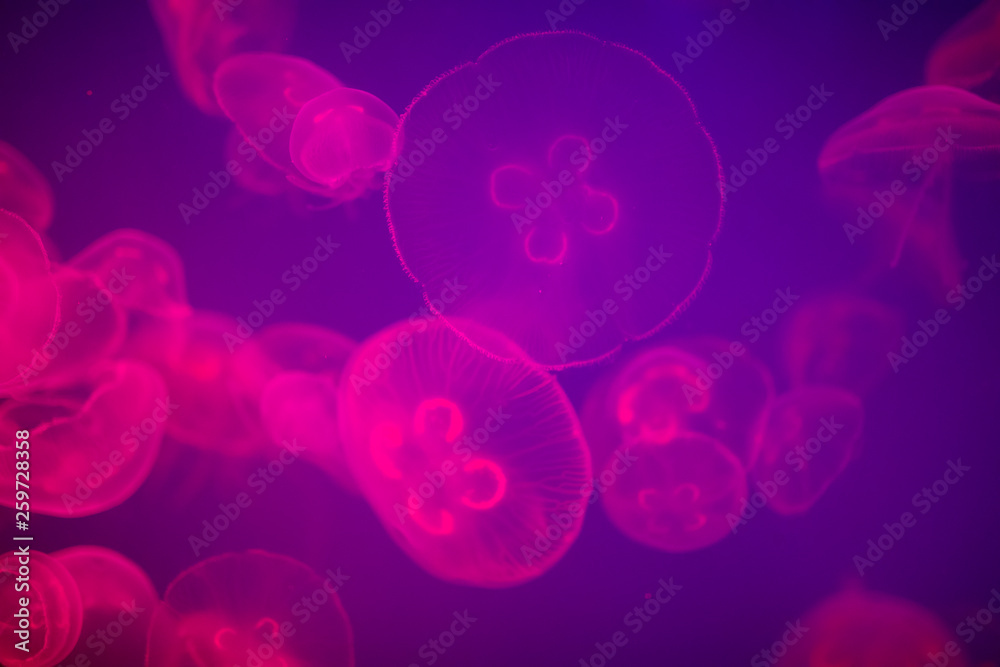 Moon Jellyfish (Aurelia Aurita) gently floating in the kreisel tank, at ...
