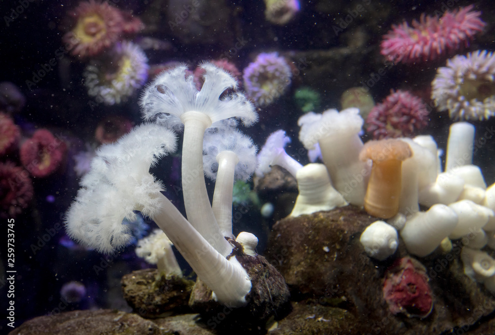 Giant Plumose Anemone or White-Plumed Anemone at the aquarium ...