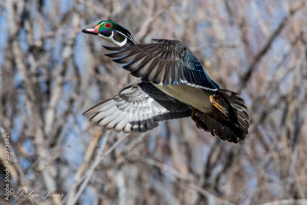 Wood Duck in flight Stock Photo | Adobe Stock