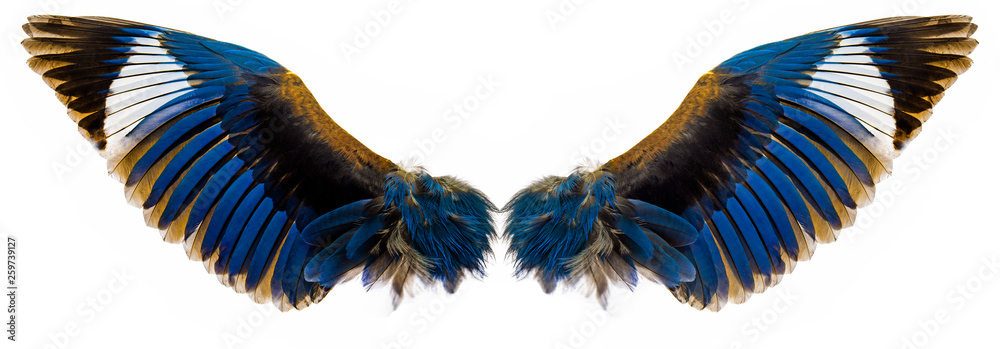 blue wings isolated on a white Stock Photo | Adobe Stock