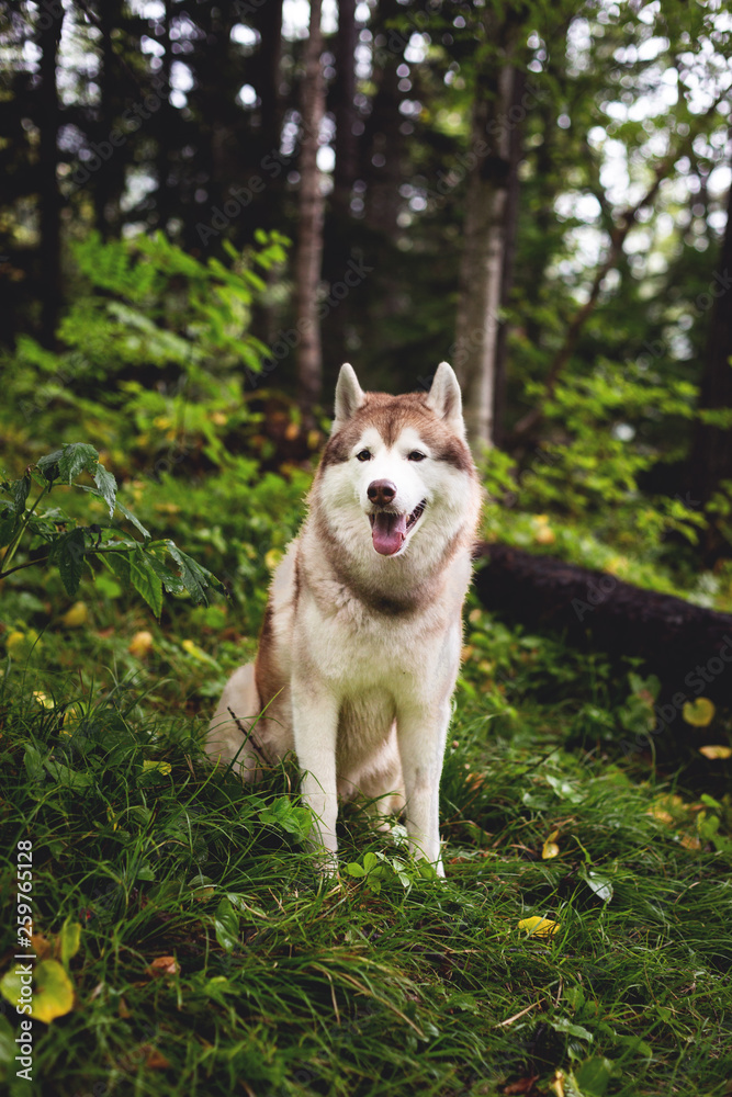 Beautiful Husky X Wolf
