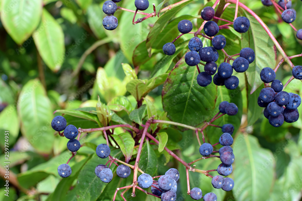 Fuchsia paniculata plant with fruits. Stock Photo | Adobe Stock
