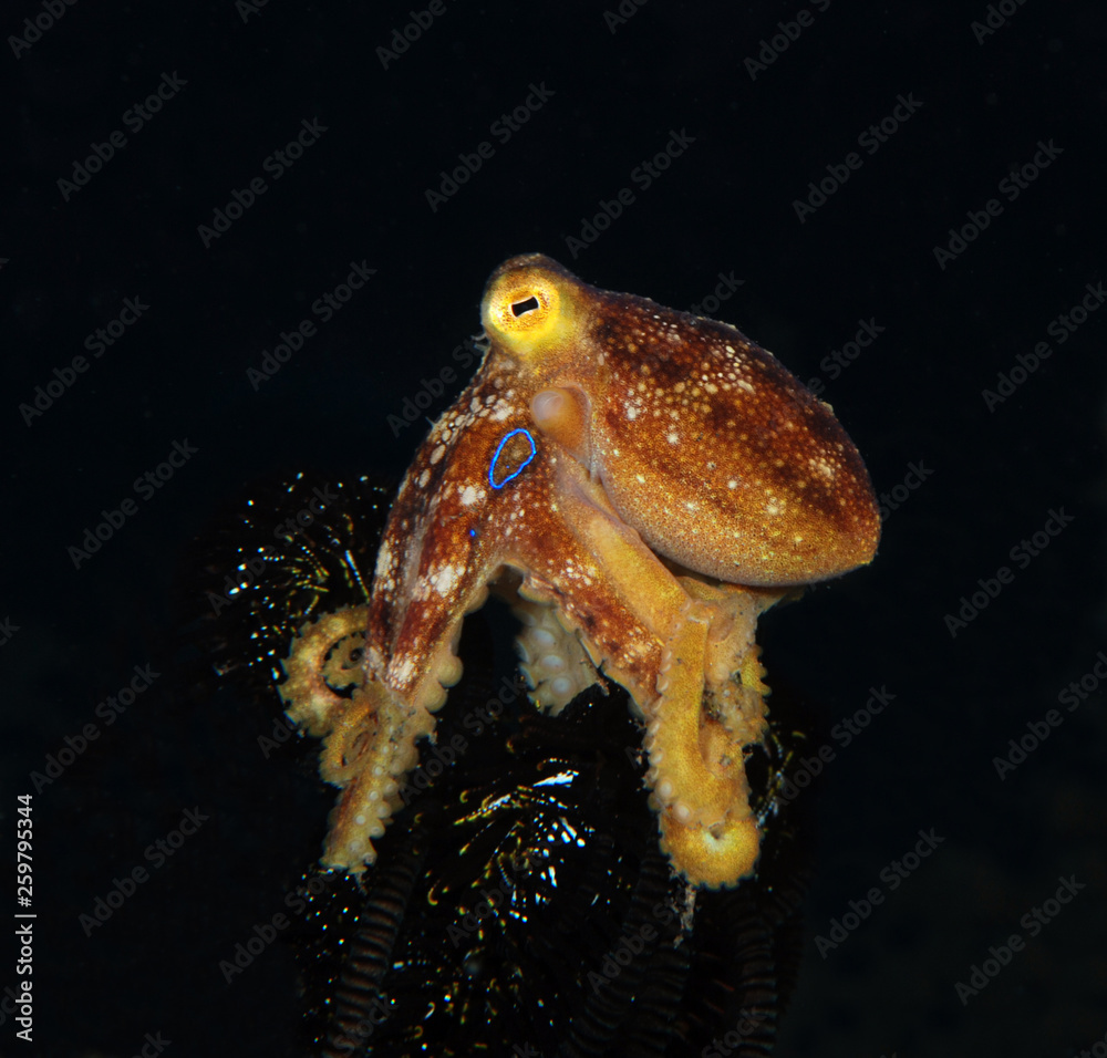 Incredible Underwater World - Poison ocellate octopus - Amphioctopus ...
