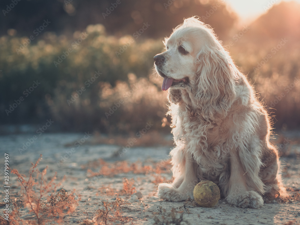 Funny dog lying on ground between plants Stock Photo | Adobe Stock