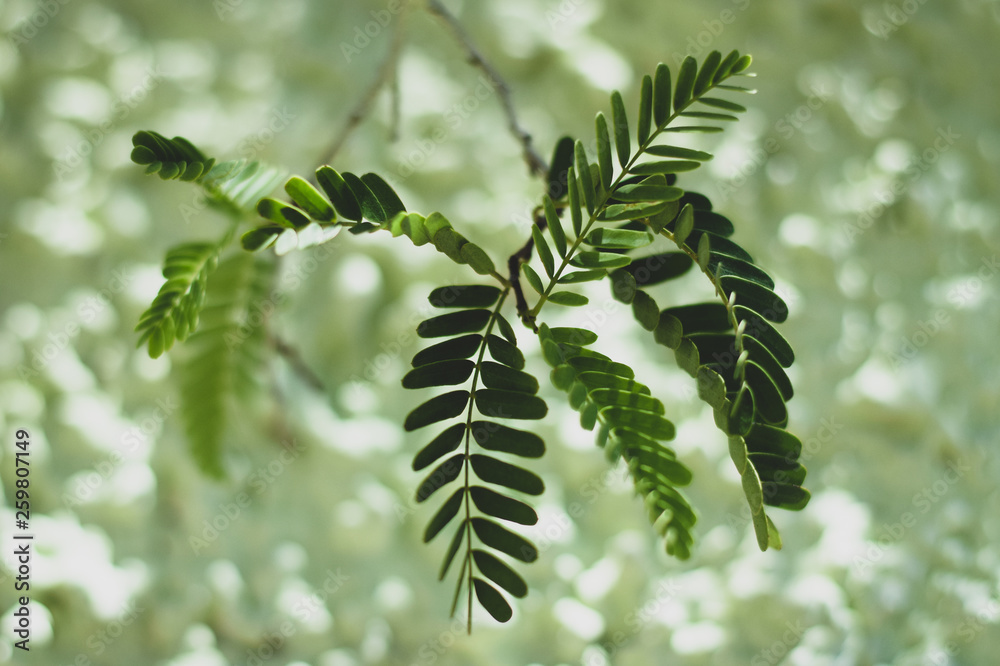Gruene Blaetter auf gruenem Hintergrund Stock Photo | Adobe Stock
