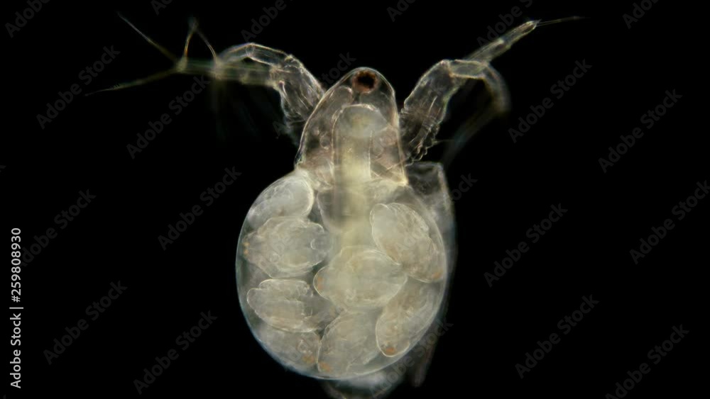 Daphnia Moina under the microscope, is a planktonic crustacean, in the ...
