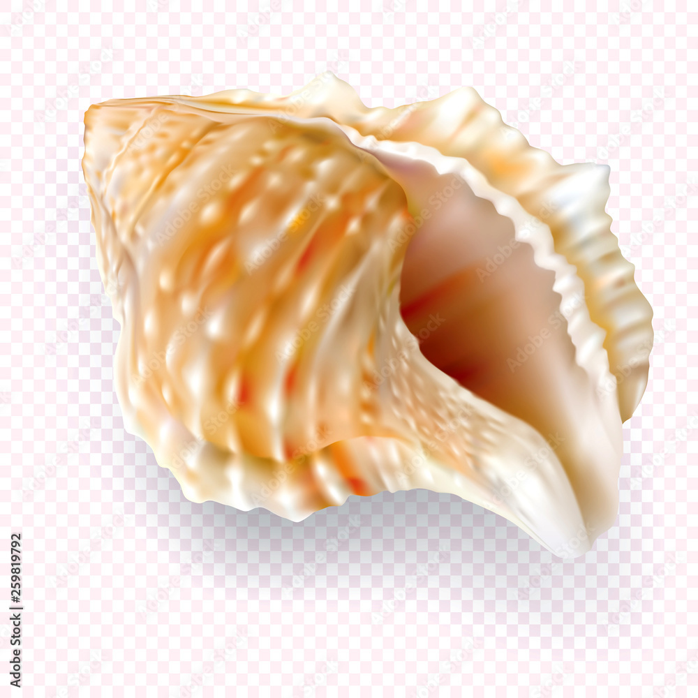 Exotic seashell on a transparent background Stock Vector | Adobe Stock