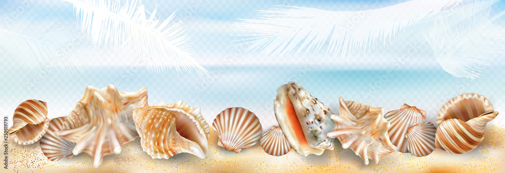Exotic seashell mollusk on a sand beach transparent background Stock ...