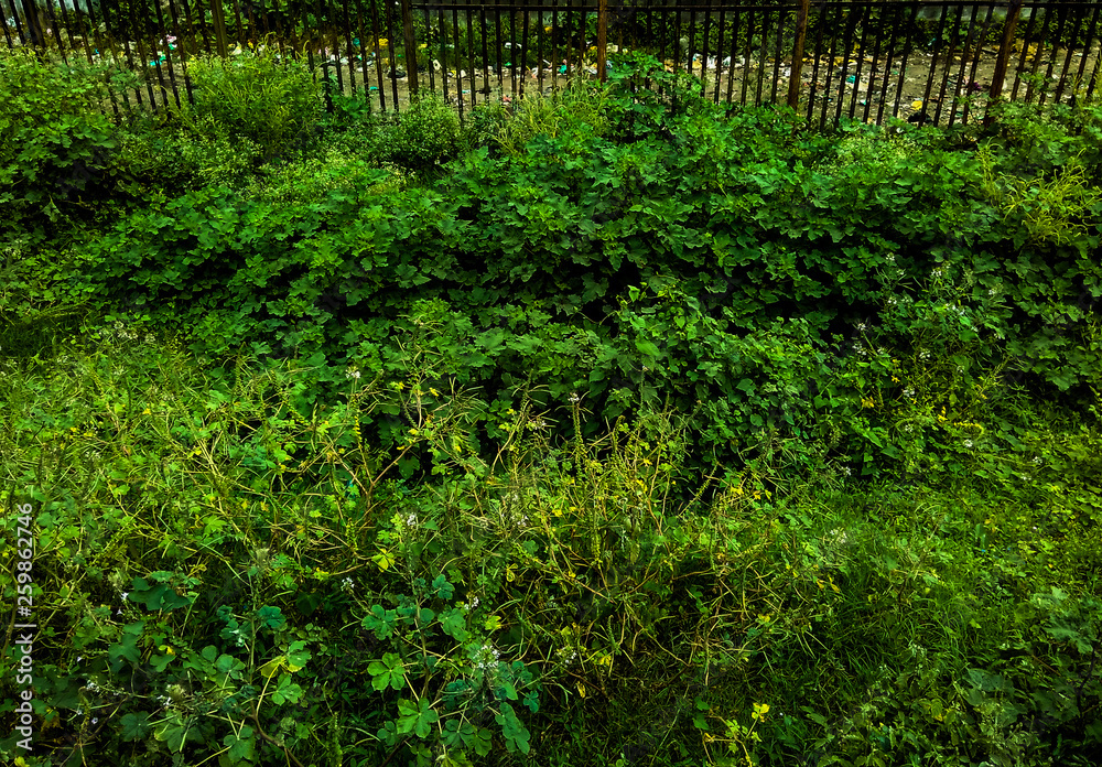 green, forest, nature, plant, tree, leaf, spring, trees, landscape ...