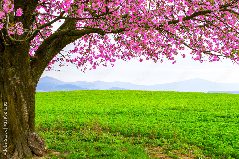 Flowering tree of Japanese cherry sakura on green meadow. An old tree ...
