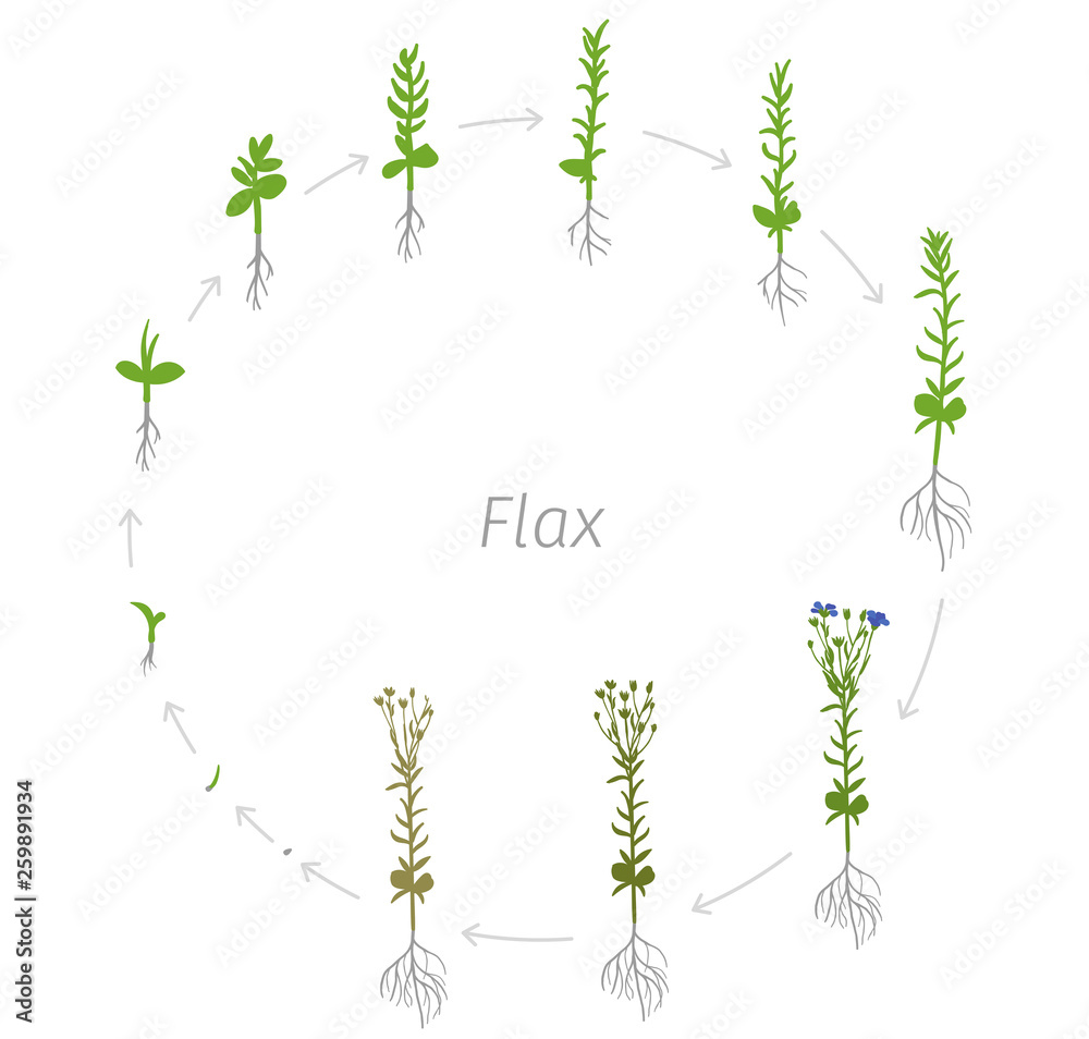 Circular life cycle of Flax Linum usitatissimum Round Growth stages ...