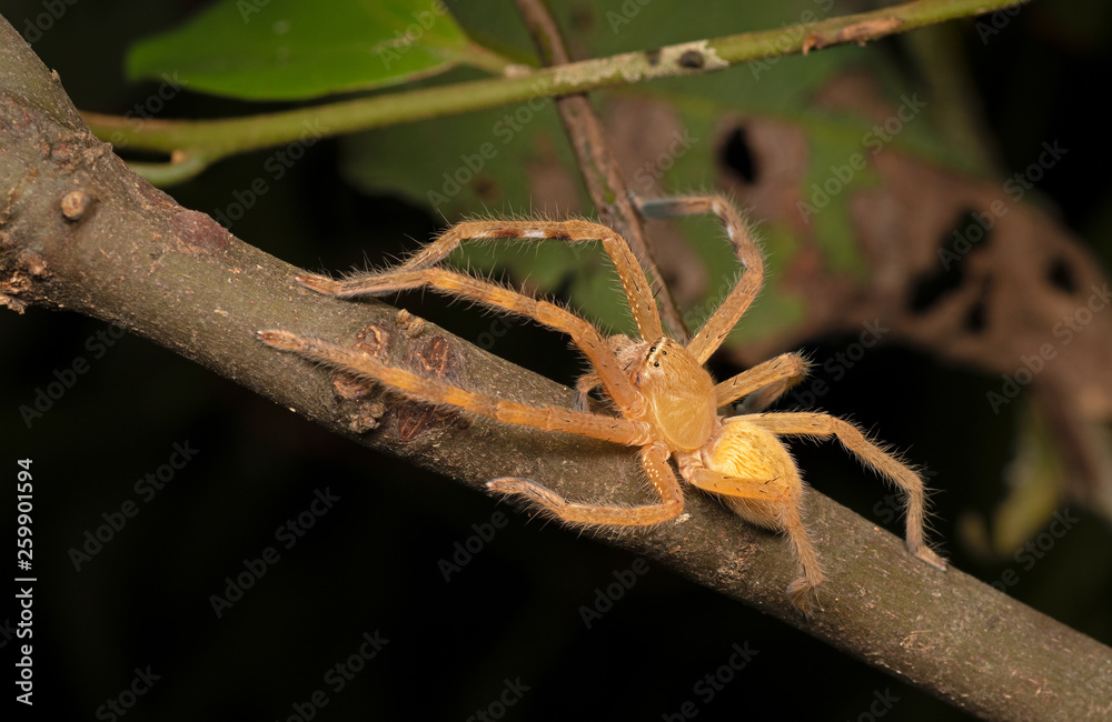 Badge huntsman spider (Neosparassus sp) hunting in tropical rainforest ...