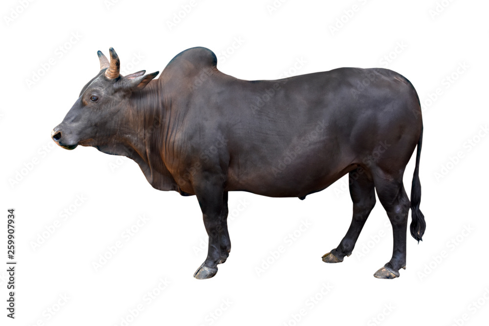 Brahman ox isolated on white background with clipping path Stock Photo ...