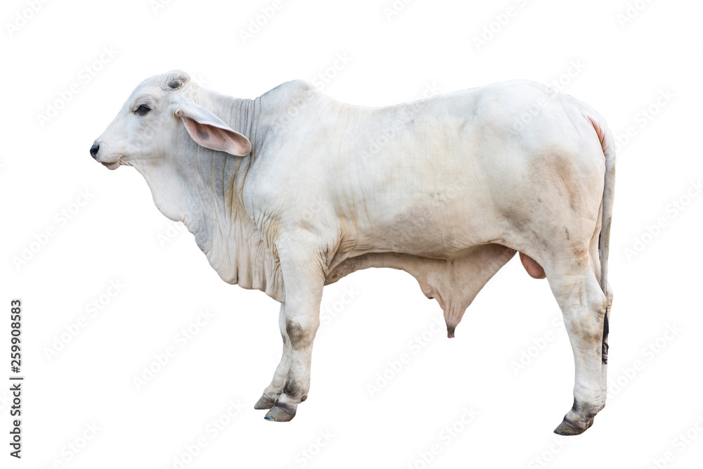Poster Brahman ox isolated on white background with clipping path ...