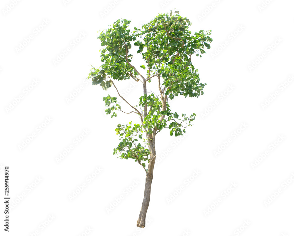 Syzygium cumini tree isolated on white background.also known as ...