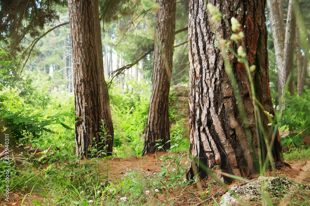 Pine forest. Relict trees (Pinus Pityusa, Pinus Brutia, Turkish pine ...