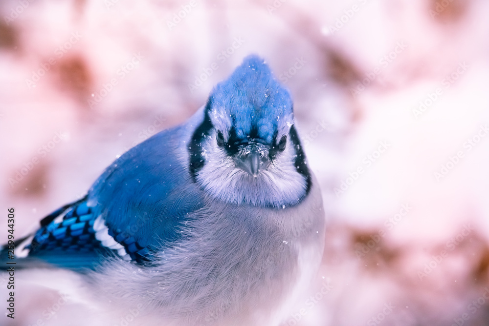 Blue Jay Bird In Snow